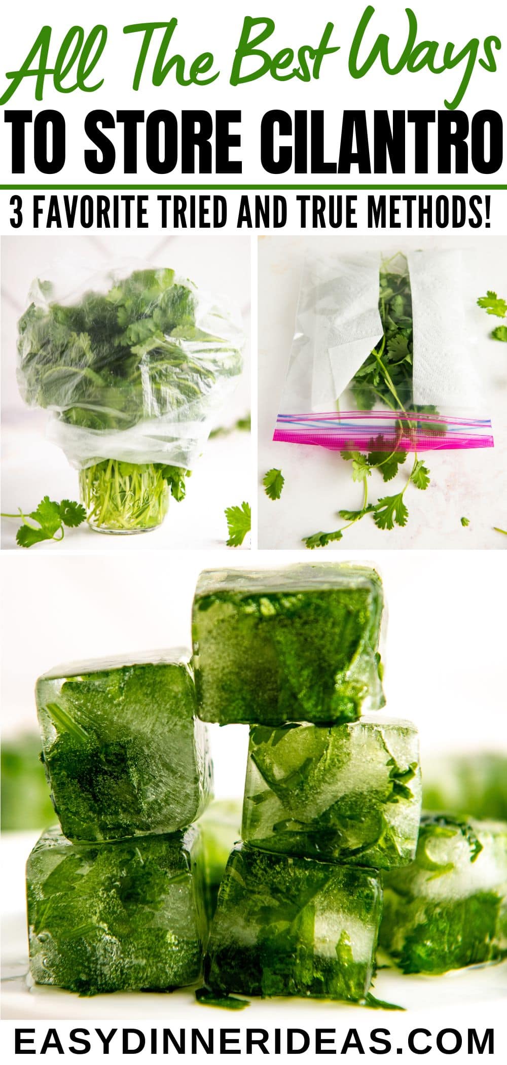 How to Store Cilantro | Easy Dinner Ideas